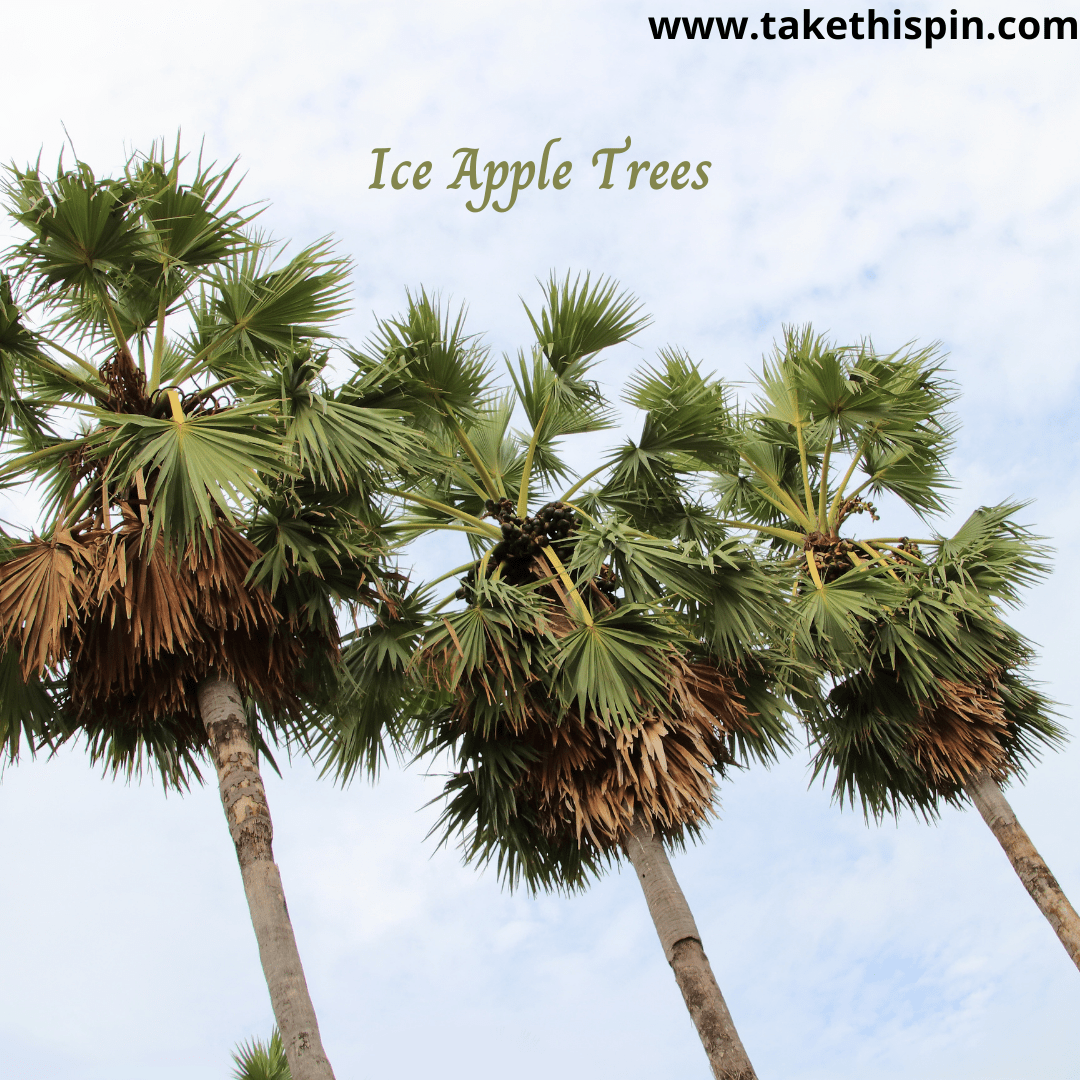 What Is Ice Apple? Its Top Best 10 Benefits - TakeThisPin
